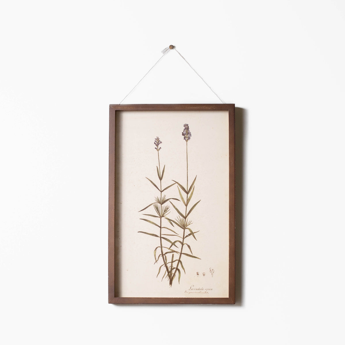 Botanical Framed Prints – Stoffer Home
